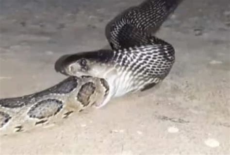 Caught On Camera Python Gobbles Up Cobra In Crazy Viral Video From Mysuru Watch