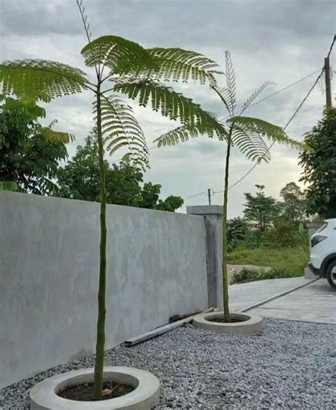 Pohon Pakis Brazil Perkebunan Di Carousell