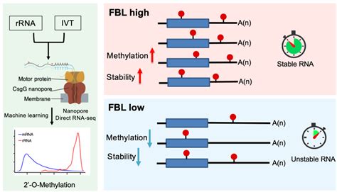 Mol Cell｜李岩强、易旸等利用纳米孔direct Rna测序揭示nm修饰调控mrna稳定性与癌症进展的新机制文献解读市场与支持武汉