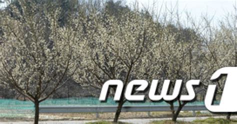 봄 들녘 매화향에 빠지다