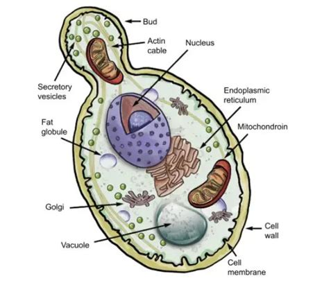 Yeast Structure Reproduction And Uses • Microbe Online
