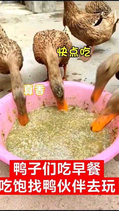 鸭子们吃啥早餐，个个狼吞虎咽的赶紧吃，生怕会迟到一样！ducks Eating Breakfast 熱門 Funny Duck