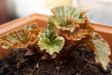 How To Grow And Care For Beautiful Begonias Trimmed Roots