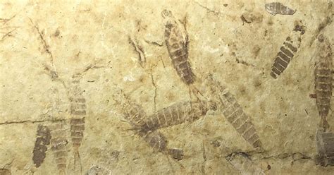 Can Brains Be Fossilized Bug Like Brains Say Yes Answers In Genesis