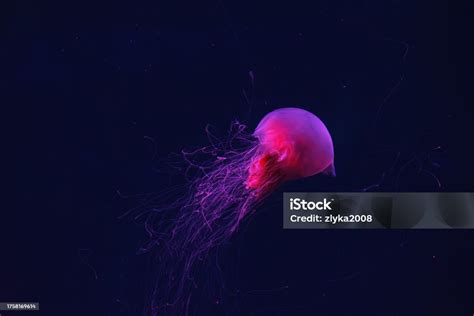 형광 사자 갈기 해파리가 붉은 네온 불빛으로 수중 수족관 수영장을 헤엄치고 있다 과학에 대한 스톡 사진 및 기타 이미지 과학 관광 네온 Istock
