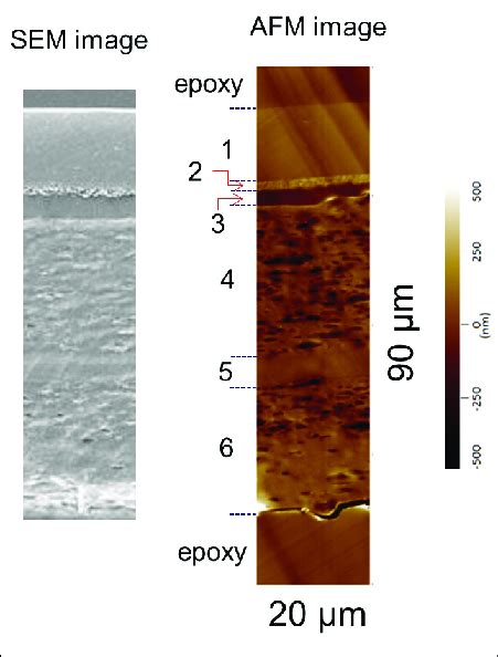 Sem And Afm Image Of The Crosssection Of The Multilayer Film In Which