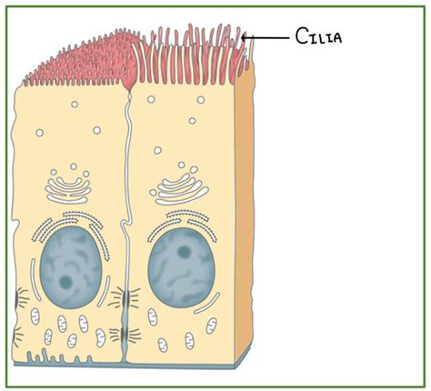Bio 223 Ch 4 Flashcards Quizlet