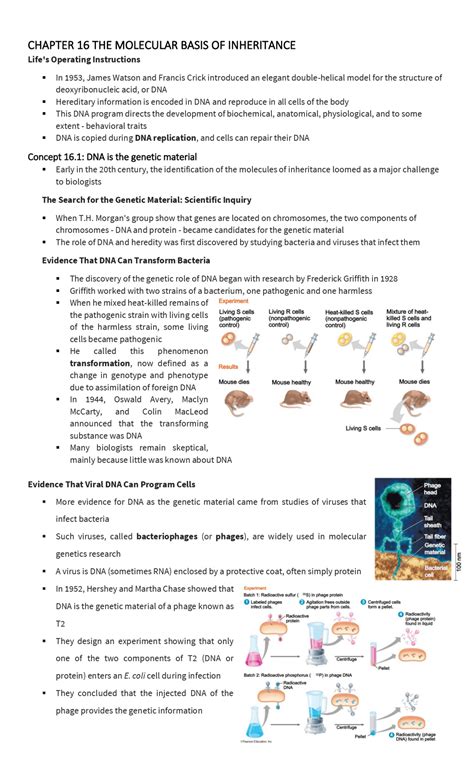 The Molecular Basis Of Inheritance Docsity