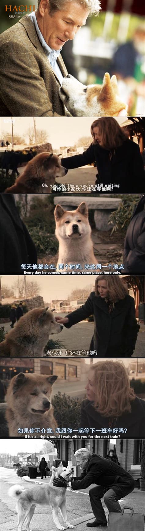 这是一只秋田犬的故事忠犬八公应该很多 堆糖美图壁纸兴趣社区