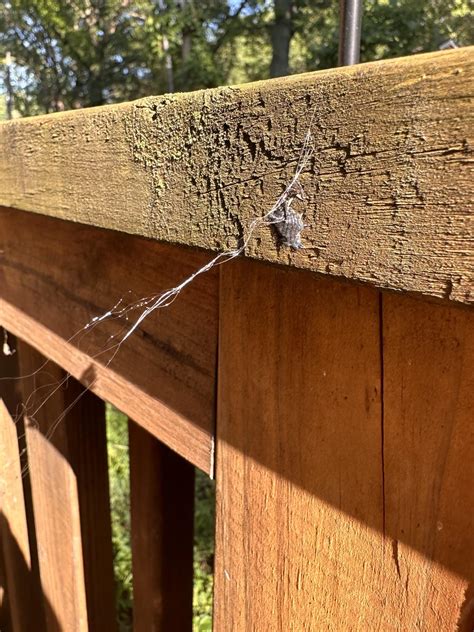 Mysterious Bro With A Shell R Spiderbro
