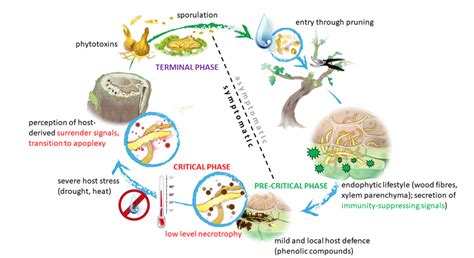 Working Model On Host Pathogen Interaction During Download Scientific Diagram