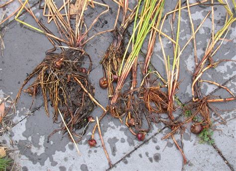 Chinese Water Chestnut Eleocharis Dulcis