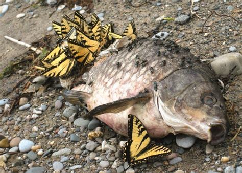 Butterflies On A Decomposing Fish Rmorbidlybeautiful