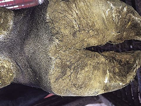How Do Cattle Get Foot Rot At Linda Redmon Blog