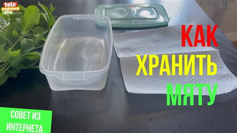 Хранение свежей мяты в домашних условиях Как сохранить на зиму отзывы