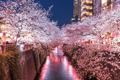 誰還沒看過日本目黑川的夜櫻！比白天更驚艷 Hopetrip旅遊網