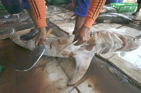 Fragile Ecosystems Myp Individuals And Society Libguides At Renaissance College Hong Kong