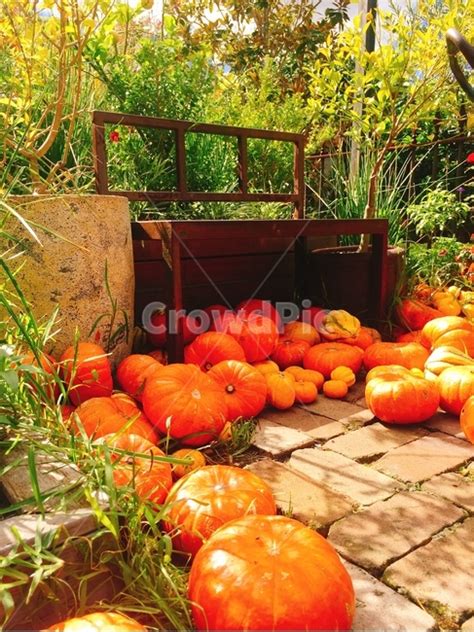 가을 호박 늙은호박 야채 채소 사진이미지일러스트캘리그라피 Loveartlove작가