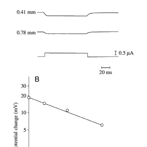 Measurement Of Membrane Electrical Constants A Membrane Potential
