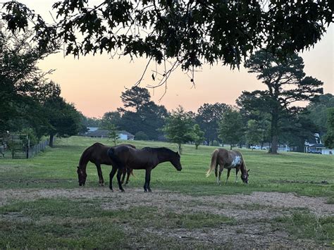 The Rusty Bucket The Rusty Bucket Trading Company