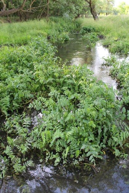 Premium Photo A Stream With Plants And Grass