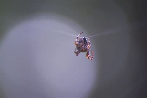 Spider Arachnid Bug Free Photo On Pixabay Pixabay