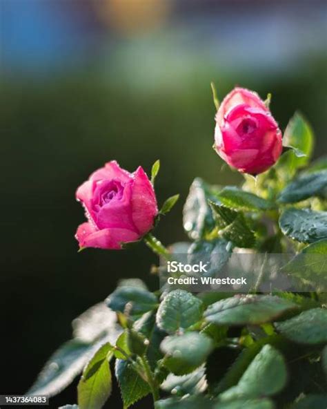 화창한 날 정원에서 물방울로 덮인 분홍색 장미 꽃의 수직 샷 꽃 나무에 대한 스톡 사진 및 기타 이미지 꽃 나무 꽃 식물 꽃봉오리 Istock