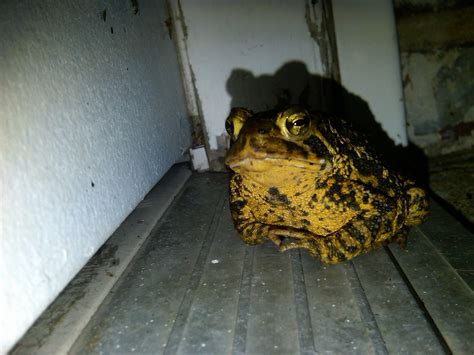 136 Best Glory To The Hypnotoad Images On Pholder Futurama Pics And Woahdude