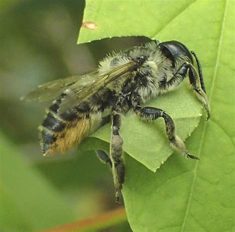 Leaf Cutter Bees Video