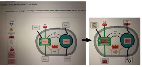 Inputs And Outputs Of The Two Stages Of Photosynthesis