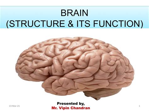 Brain Structure And Its Function Ppt
