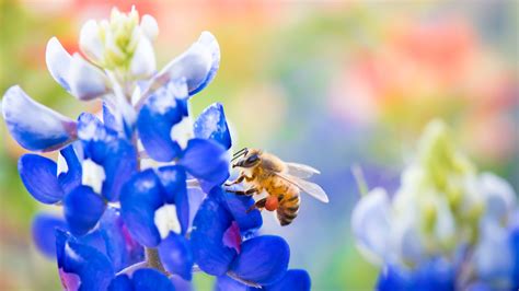 The Buzz About Pollination How Bees Help Sustain Our Food Supply