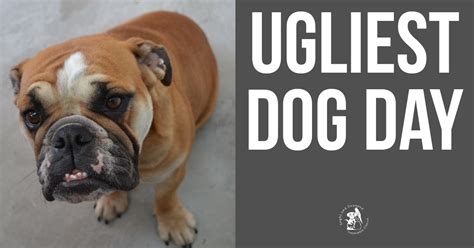 Boght Veterinary Clinic Cohoes Ny