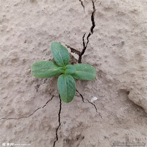 向日葵小苗摄影图 花草 生物世界 摄影图库 昵图网