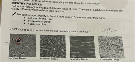 Solved Use These Values For Calculating The Size Of A Cell Chegg Com
