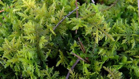 The Science Of Fern Moss Delicate Fern Moss Thuidium Delicatulum