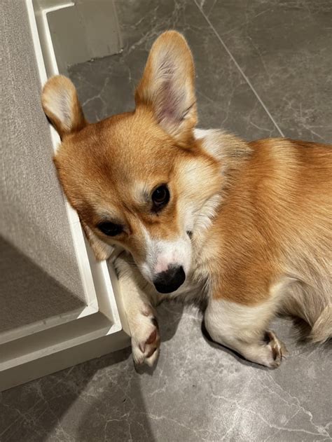Do You Also Have A Corgi That Is More Dramatic Than The Protagonist Of