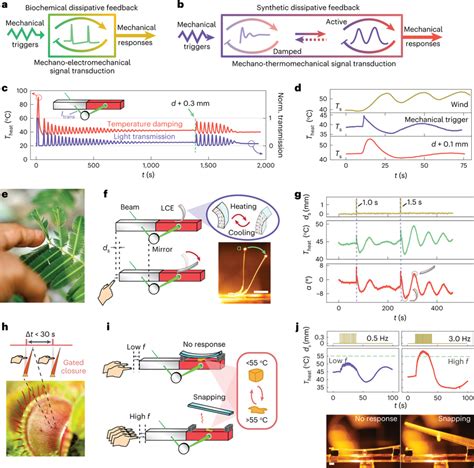 Feedback Controlled Artificial Dissipative Signal Transduction Of Download Scientific Diagram