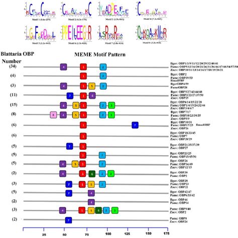 Motif Analysis Of Odorant Binding Protein Obp Genes The Parameters Download Scientific