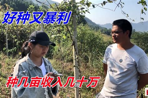 一个3两卖20元一斤，以前没人要现在抢着买，种几亩，年入几十万！凤凰网视频凤凰网