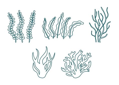 Algae Plant Drawing