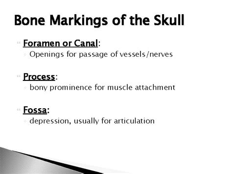 Chapter 5 The Skeleton The Axial Skeleton Skull