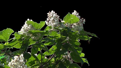 Alpha Channel Plant Tree With A Transparent Background For Overlaying Other Images During