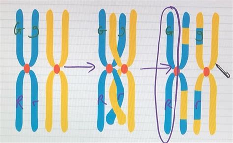Gene Linkage Flashcards Quizlet