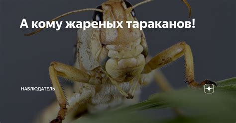 А кому жареных тараканов! | Наблюдатель | Дзен