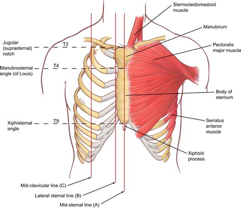 Surface Anatomy And Surface Landmarks For Thoracic Surgery Thoracic