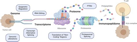 Current Perspectives On Mass Spectrometry Based Immunopeptidomics The Computational Angle To