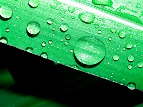 무료 이미지 잎 녹색 선도 이슬 식물 배경 젖은 하락 선명한 생명 신선한 자연스러운 비 환경 정원 여름 봄 성장 닫다 잔디 청정