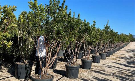 Arbutus Unedo Strawberry Tree Multi Stem Extra Garden Plants Online