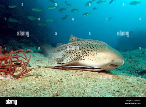 Zebra Shark Teeth